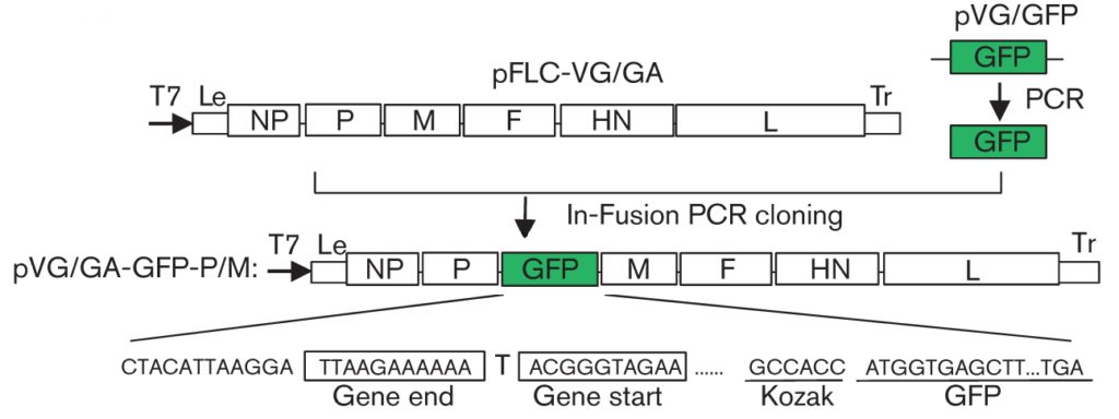 Newcastle Disease Virus with Green Fluorescent Protein (NDV-GFP3 ...